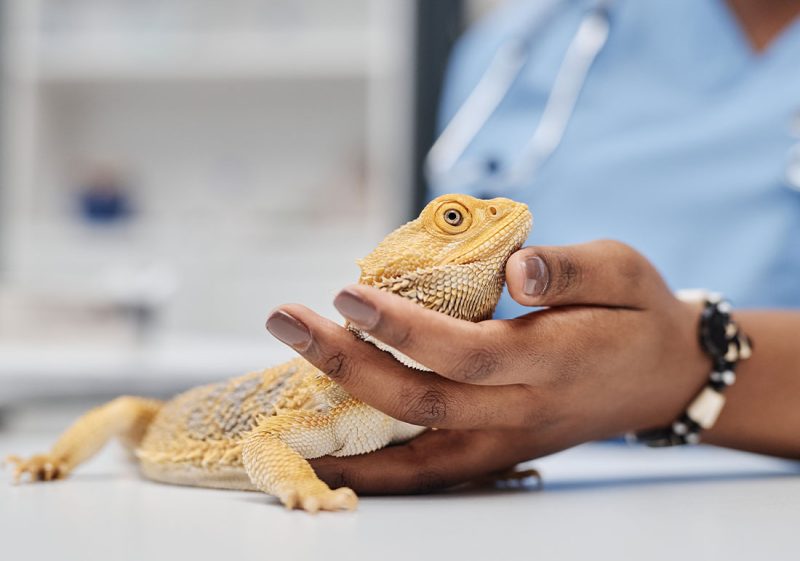 RECOVER Certification - Action Vet Tech Services