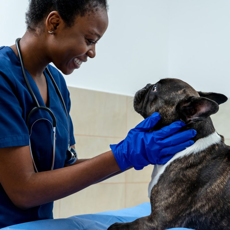 Relief Staffing - Action Vet Tech Services